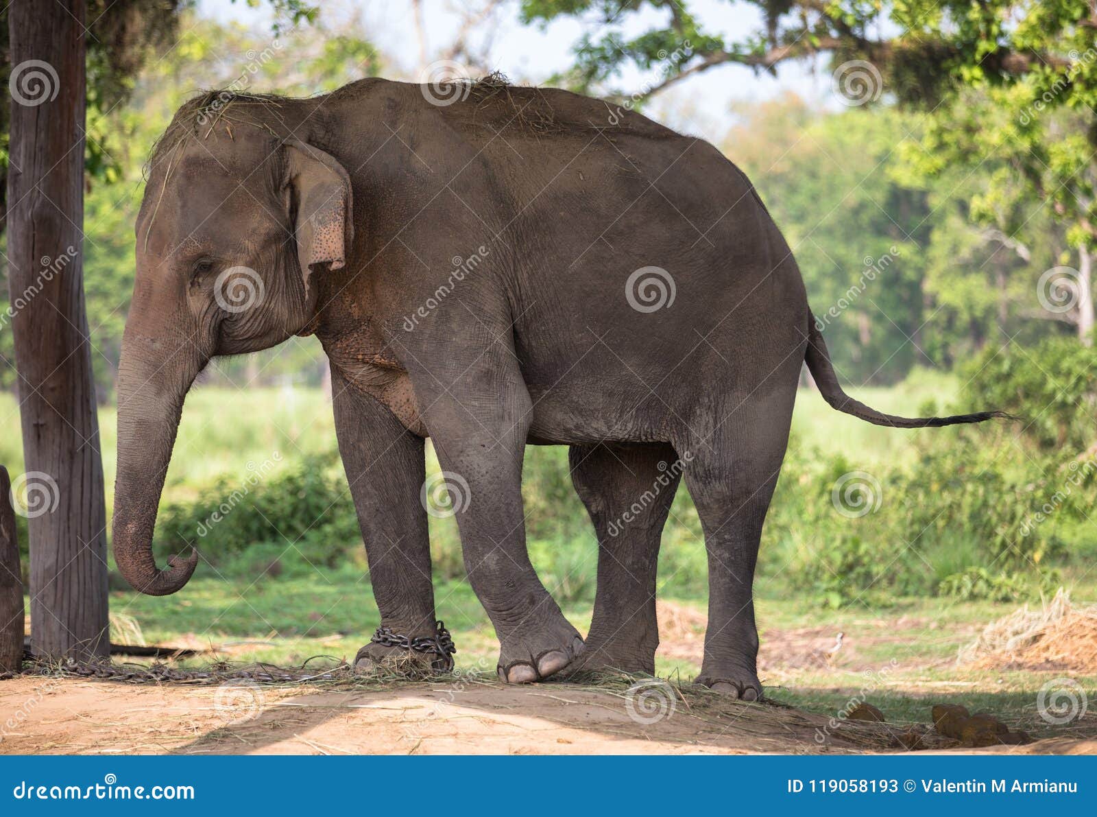 Elephant in chains stock image. Image of people, forest - 119058193