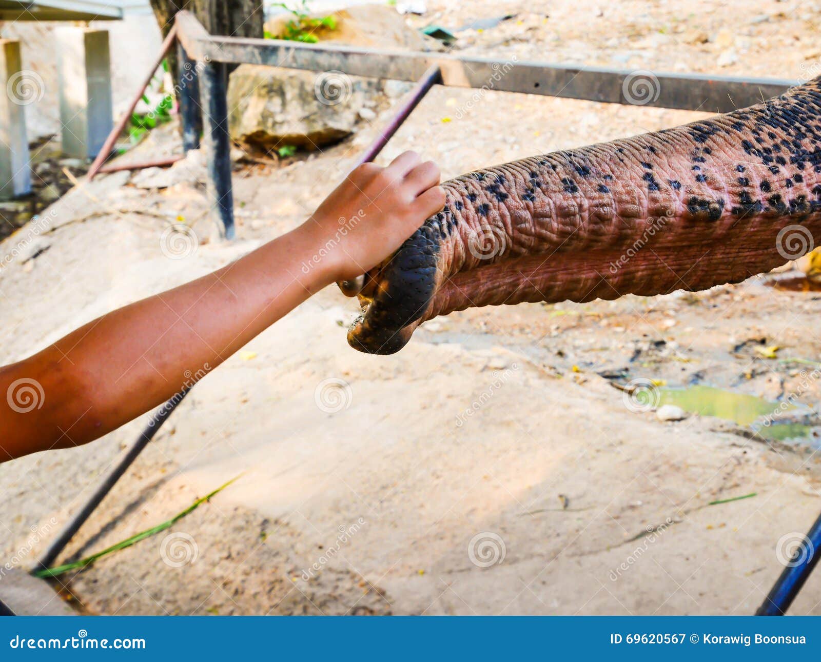 Elephant Check Hand with People Stock Image - Image of herbivore, hand ...