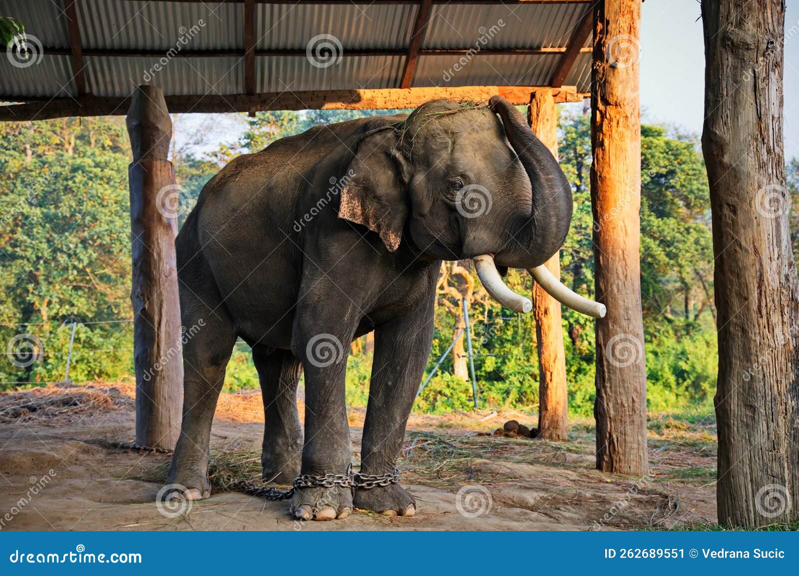 Elephant in Chitwan National Park Stock Image - Image of natural, plant ...