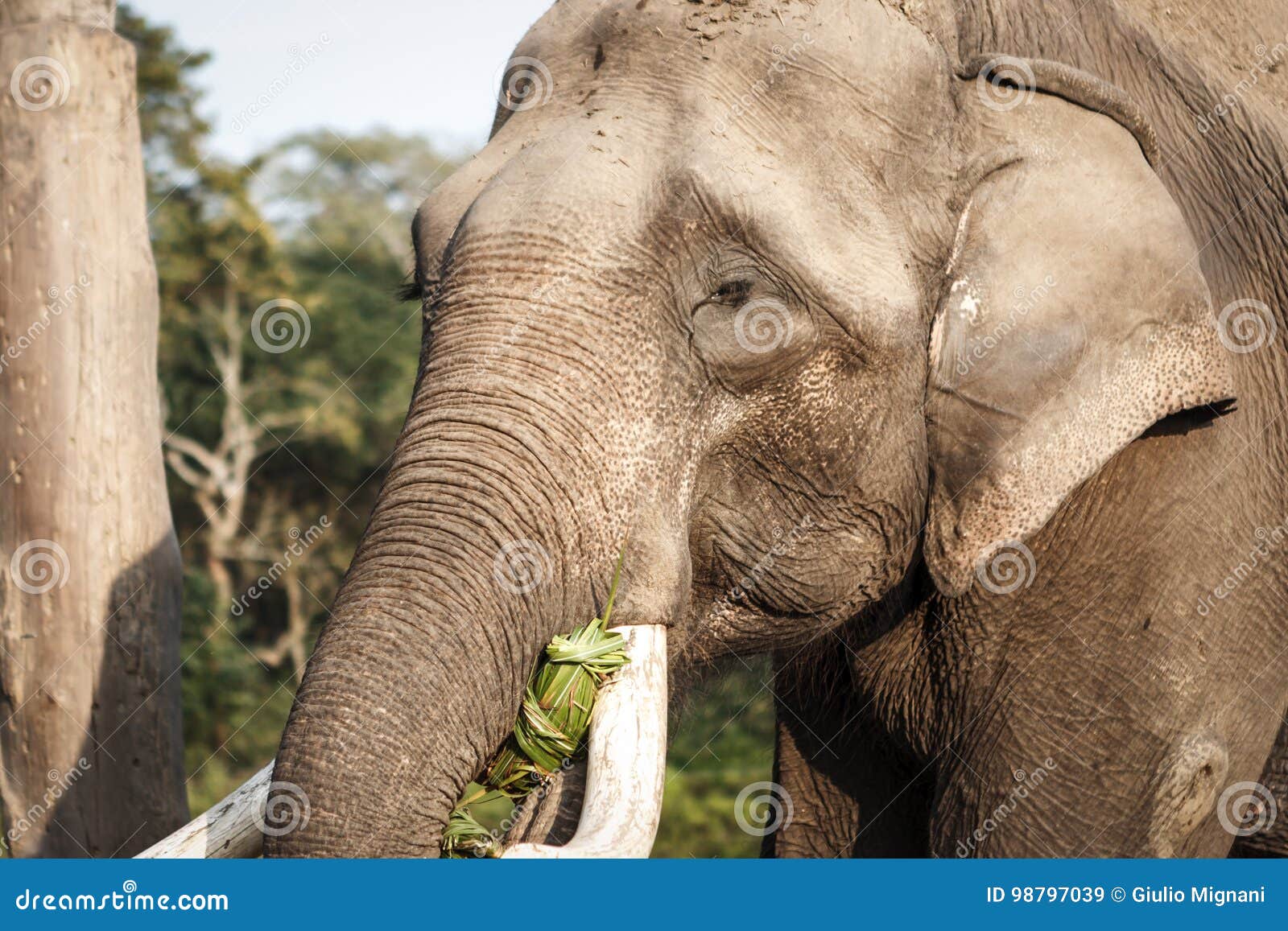 Elephant at the Chitwan National Park, Nepal Stock Image - Image of ...