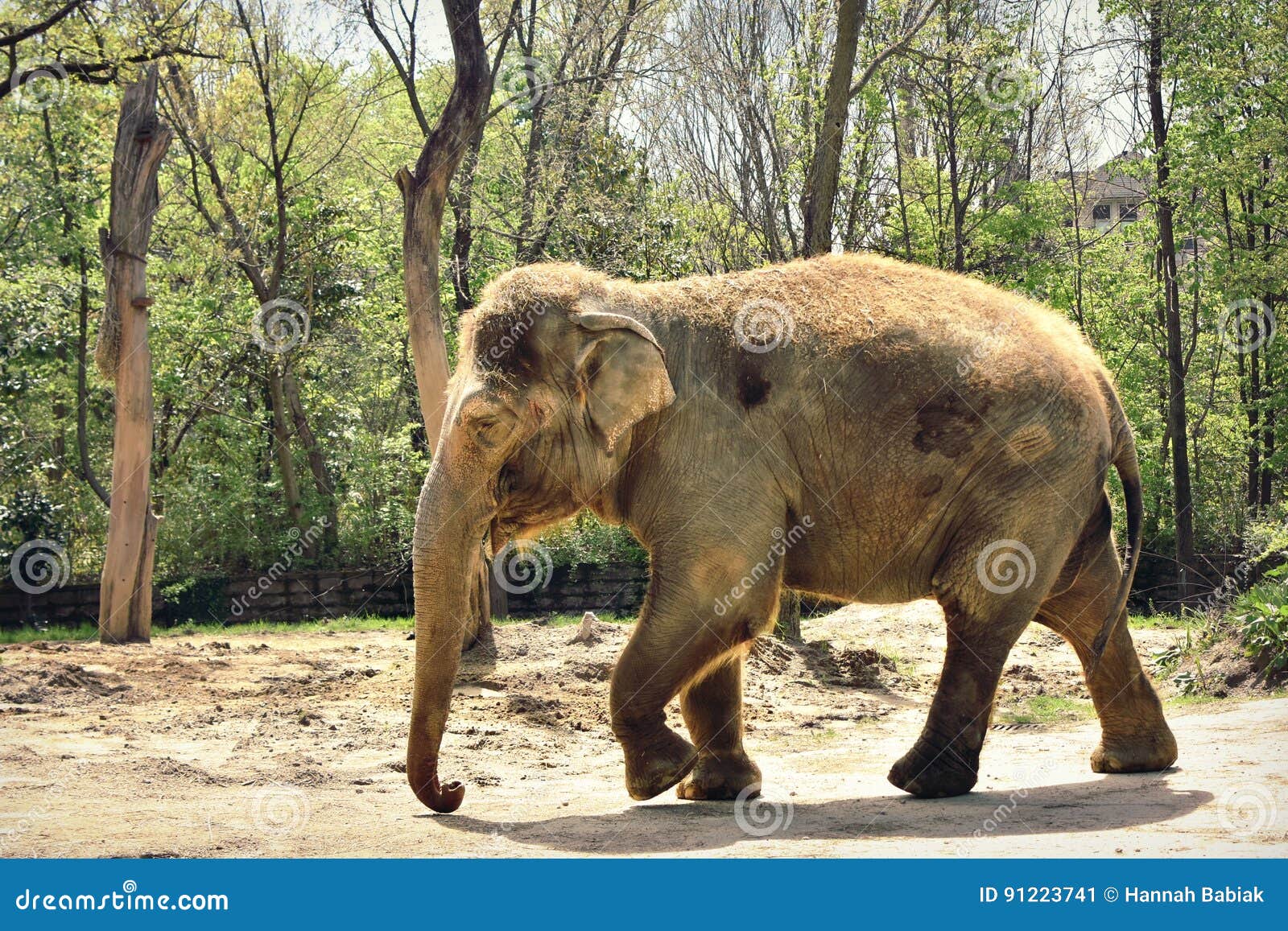 Elephant stock image. Image of animal, mammal, botanical - 91223741