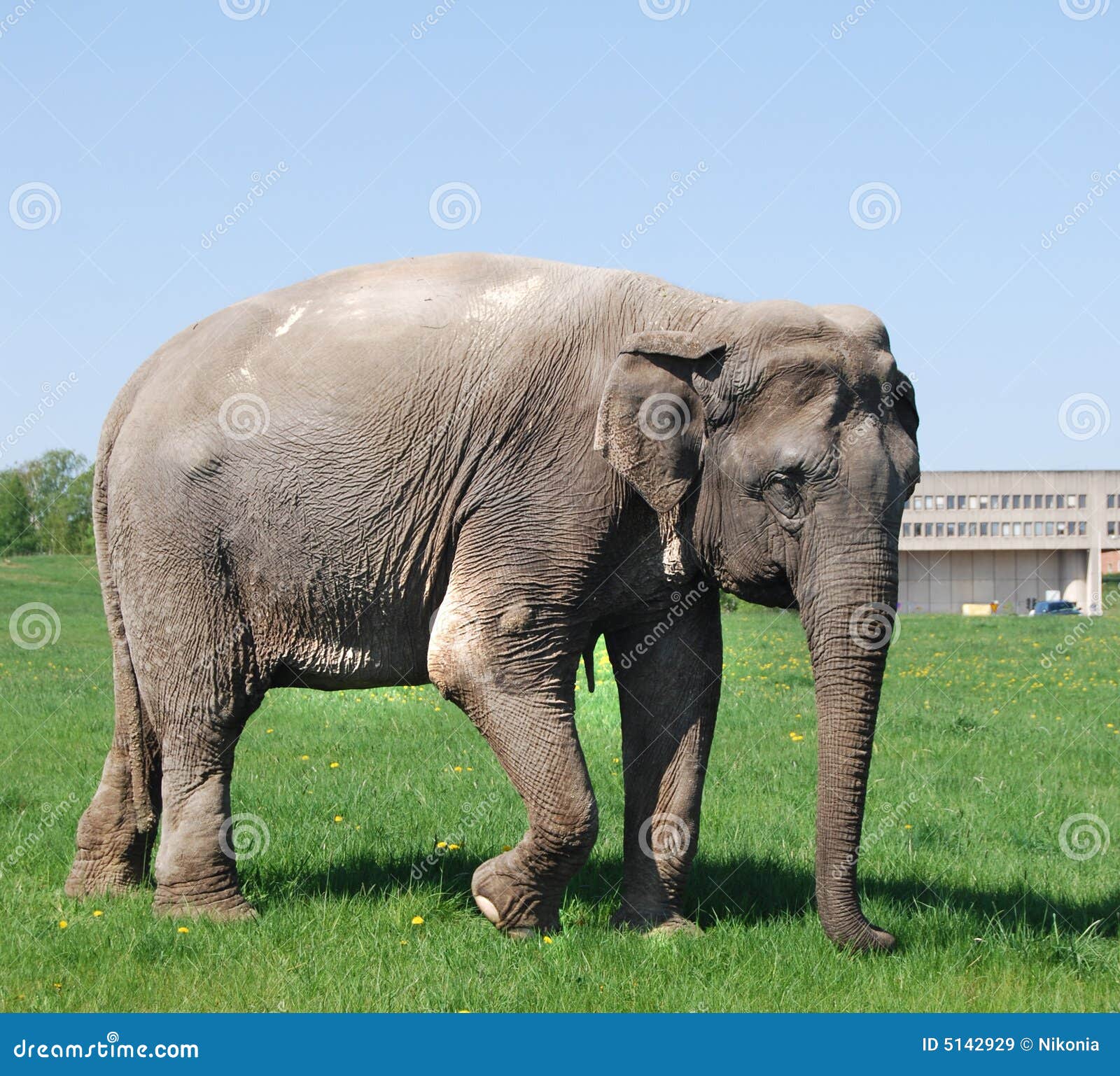 Elephant in the city stock image. Image of park, green - 5142929