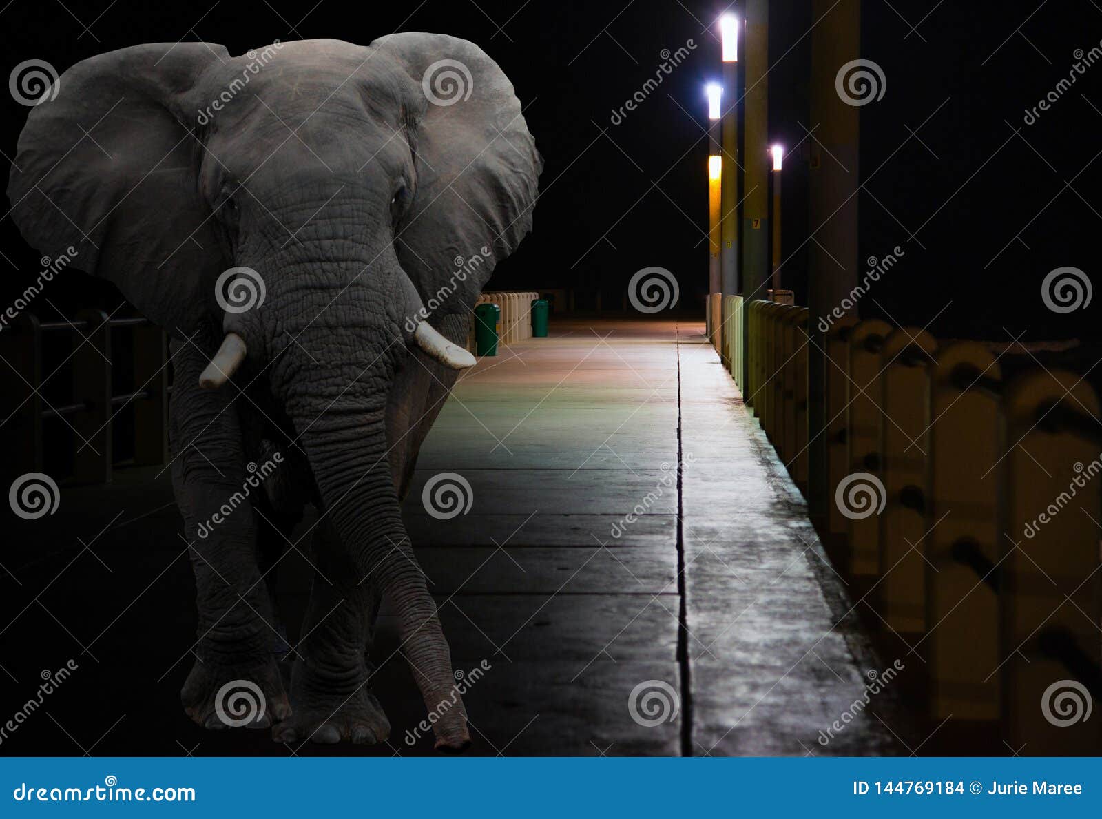 An Elephant in the City at Midnight. Stock Photo - Image of animal ...