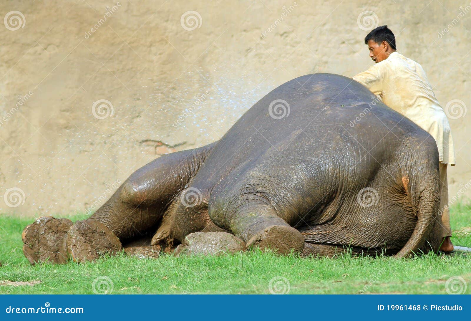 Elephant cleaning editorial stock photo. Image of animal - 19961468