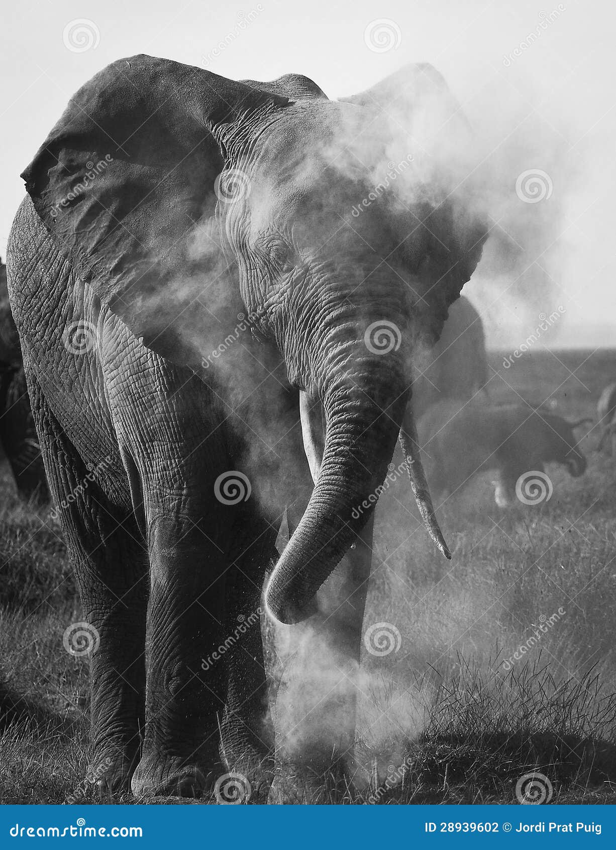 Elephant cleaning stock photo. Image of experience, blow - 28939602