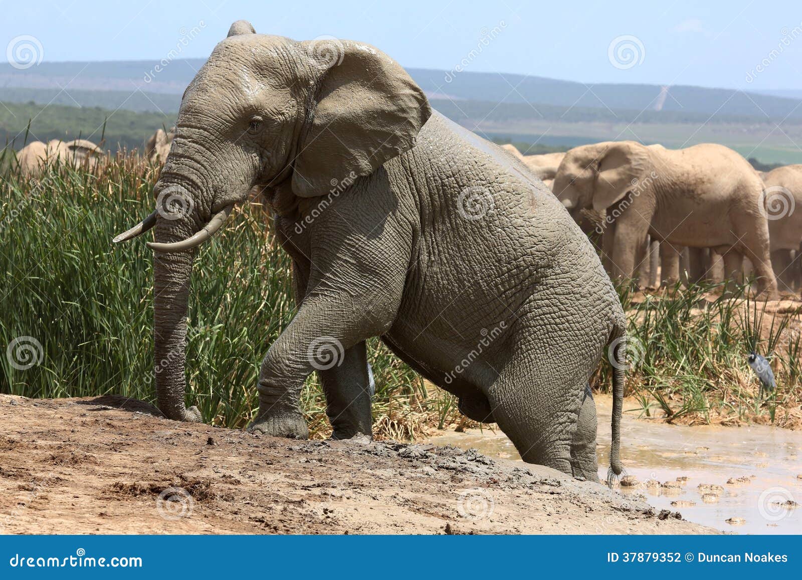 Elephant Climbing Out of Mud Bath Stock Photo - Image of tusk, natural ...