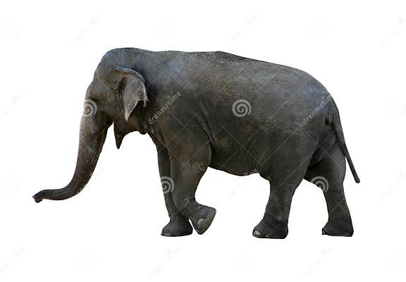Elephant with Clipping Path Stock Photo - Image of african, serengeti ...