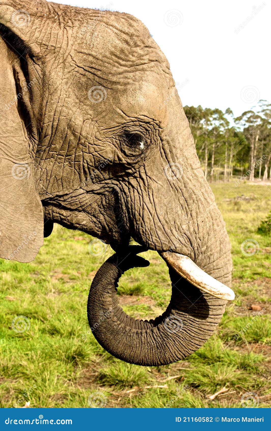 Elephant close up stock photo. Image of slow, head, look - 21160582