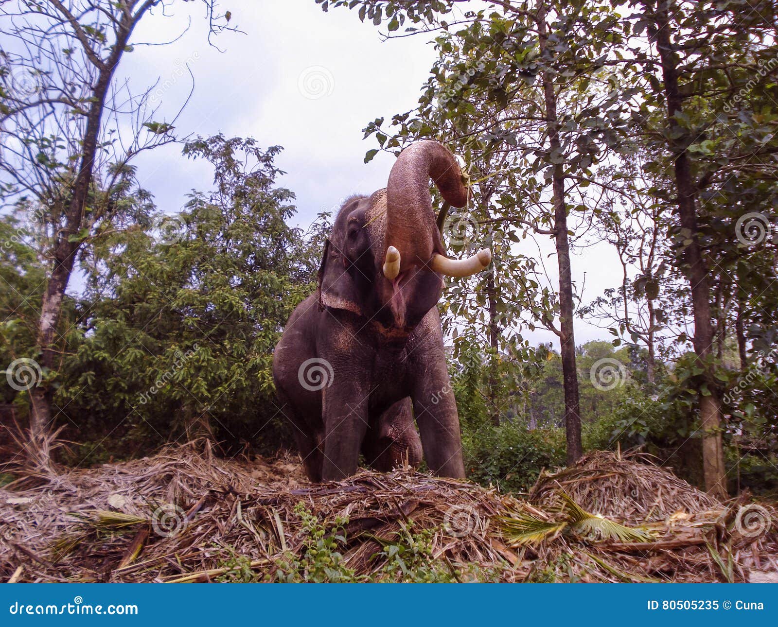 Elephant Picks Stock Photos - Free & Royalty-Free Stock Photos from ...