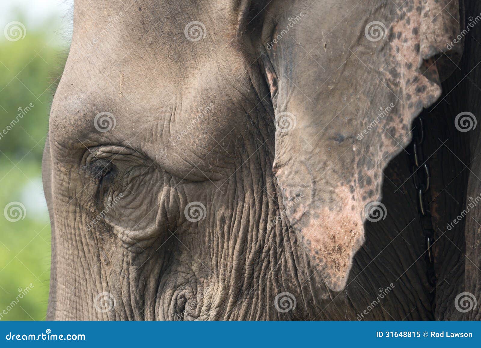 Elephant Close-up with Tear Stock Image - Image of eyes, ears: 31648815