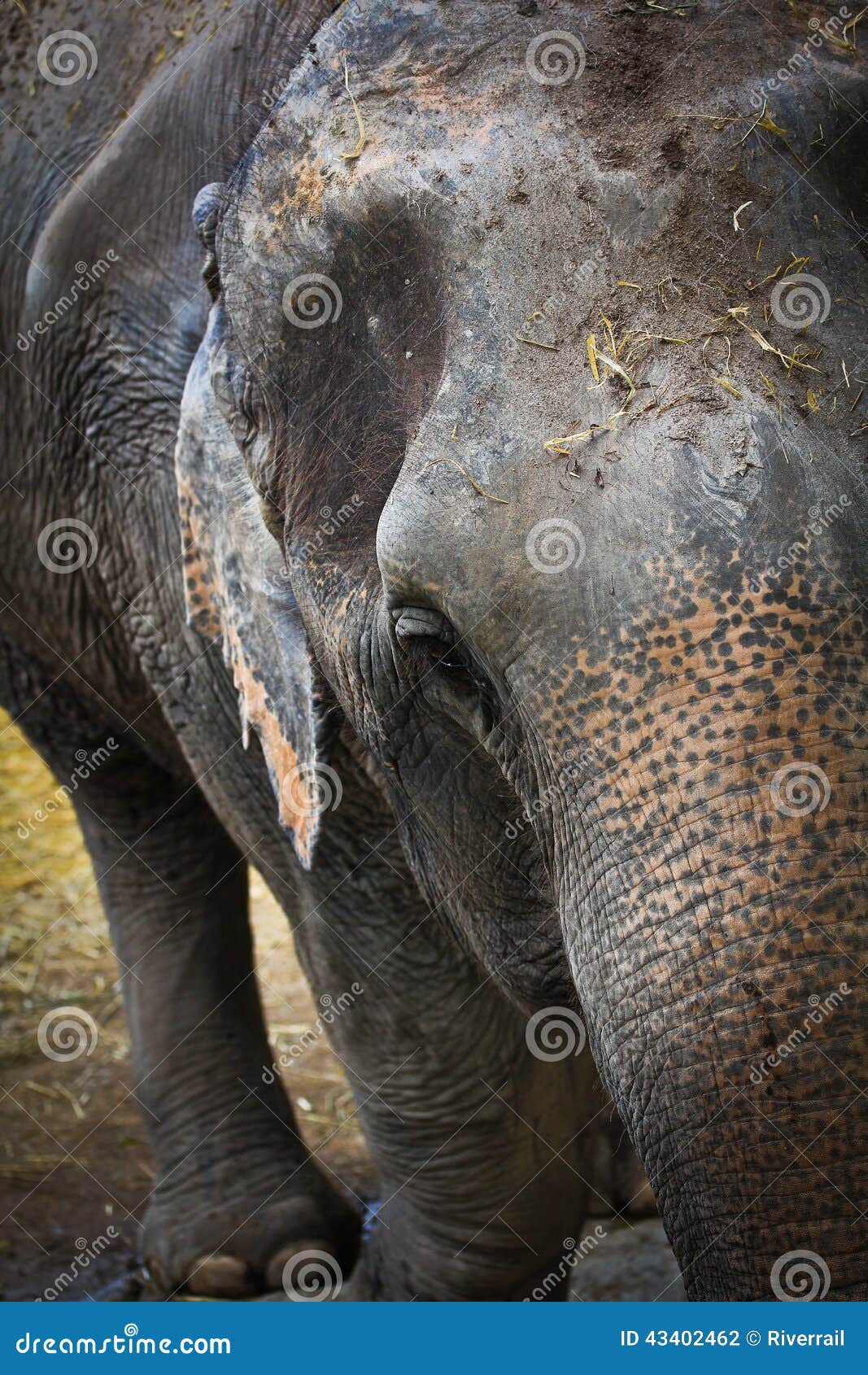 Elephant stock photo. Image of skinned, animal, head - 43402462