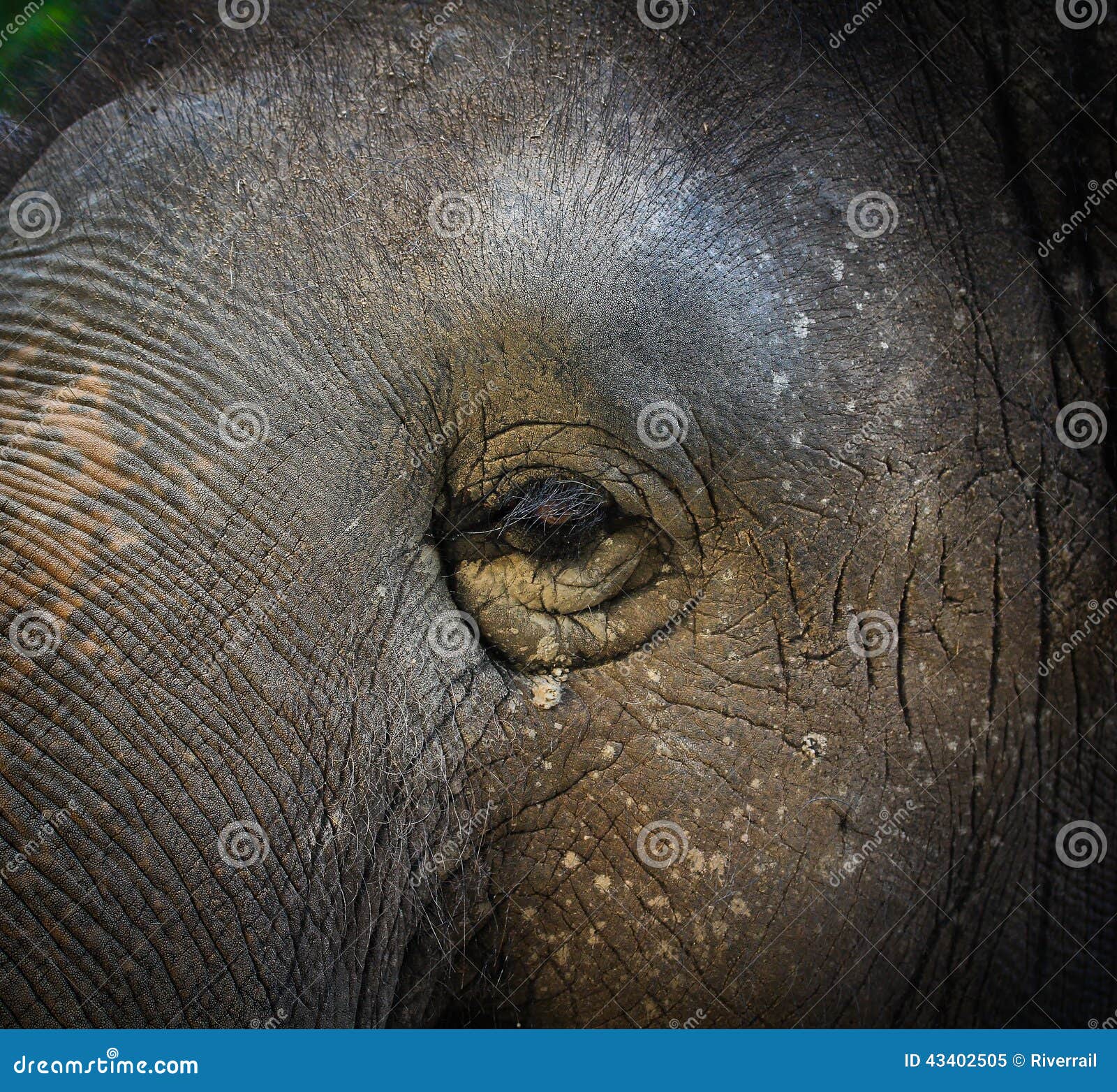 Elephant stock image. Image of aged, black, nature, jungle - 43402505
