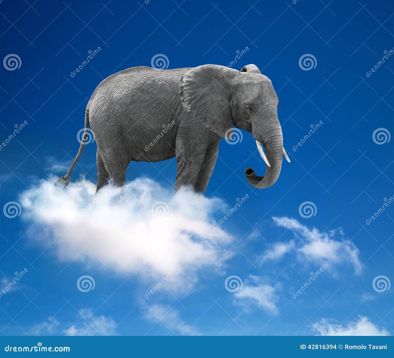Elephant in the clouds stock photo. Image of single, funny - 42816394