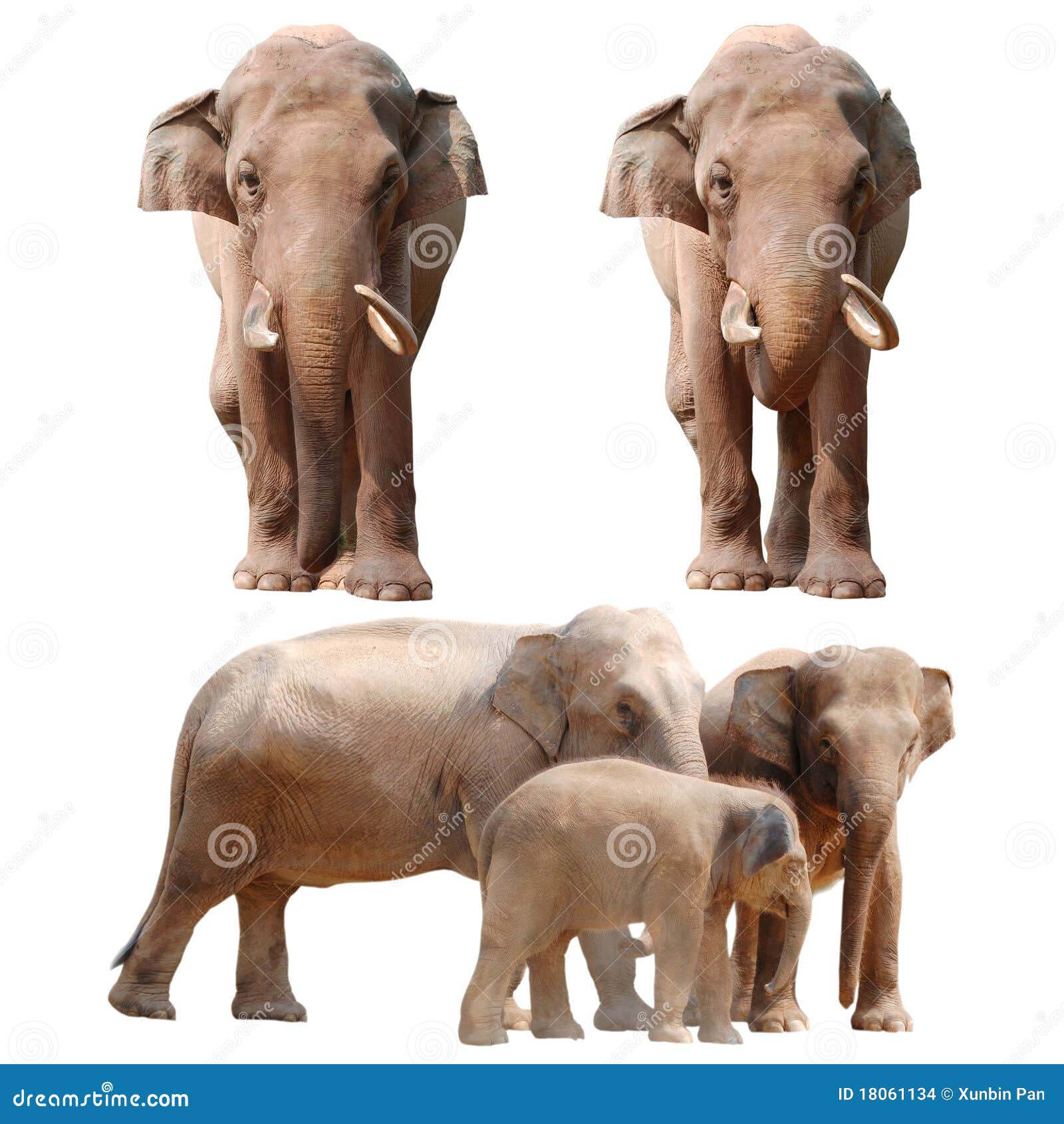 Elephant collection stock photo. Image of collection - 18061134