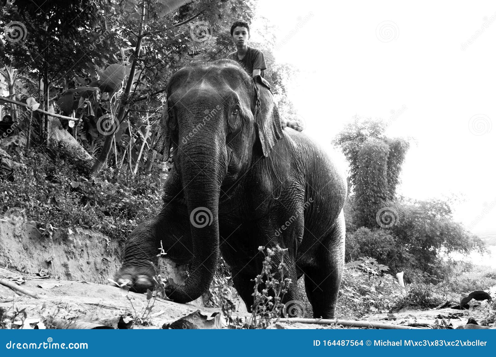 An Elephant Coming Back from the Mekong River at Pak Ou Caves Along ...