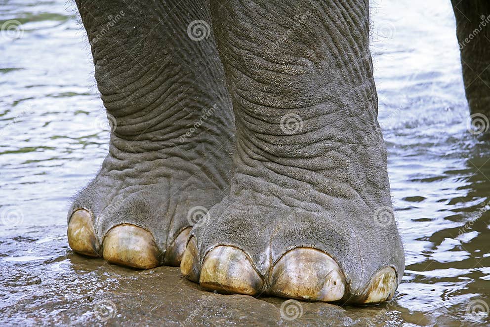 Elephant Coming Out of River Stock Image - Image of patches, feet: 4031543