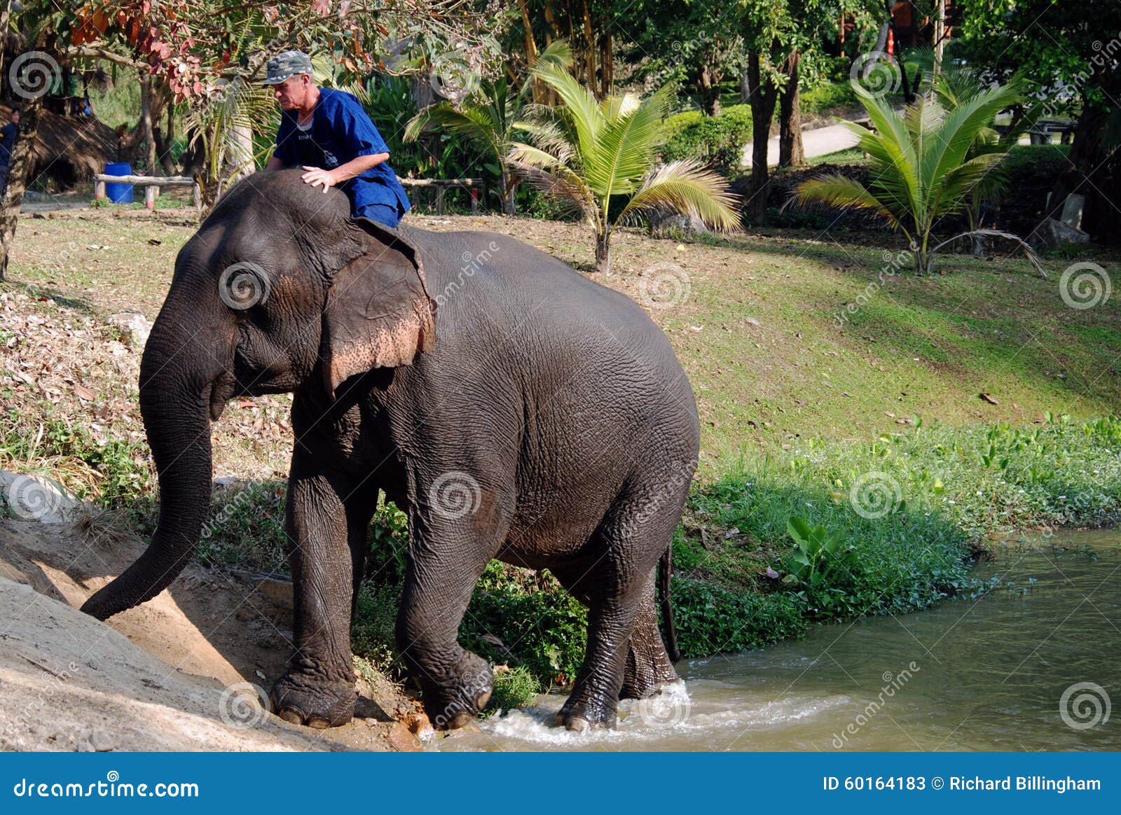 Elephant Conservation Center, Lampang, Thailand Editorial Stock Photo ...