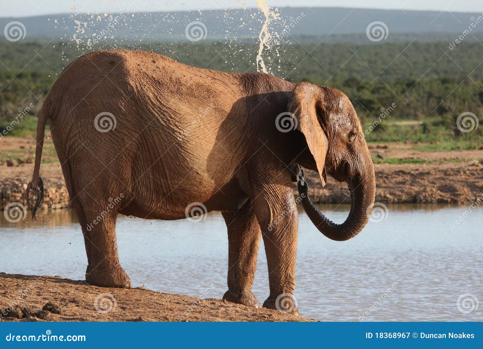 Elephant Cooling Down stock image. Image of cooling, environment - 18368967