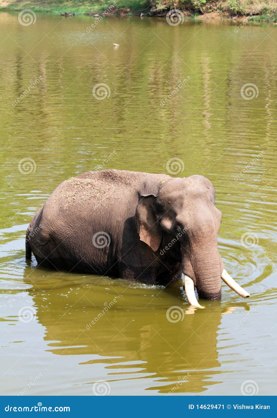 Elephant Cooling Off in the Summer Heat Stock Image - Image of tusk ...