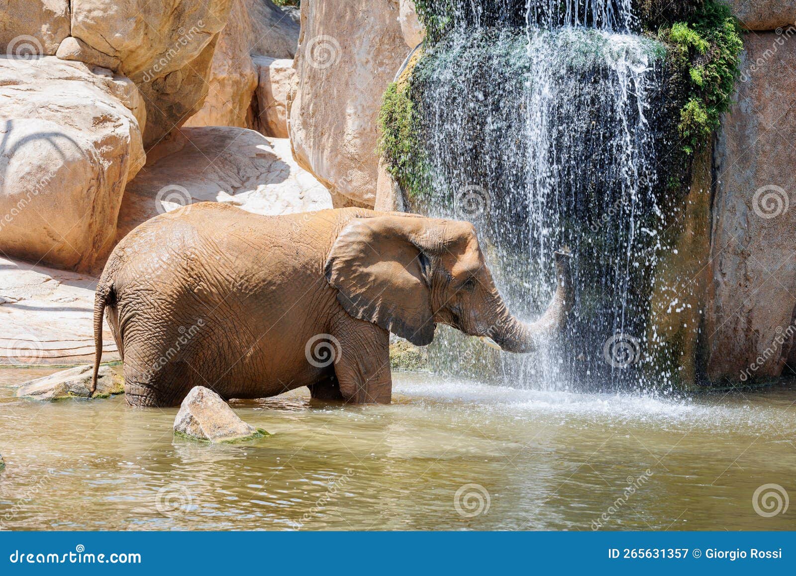 Elephant Cooling Off Under a Waterfall Stock Image - Image of brown ...