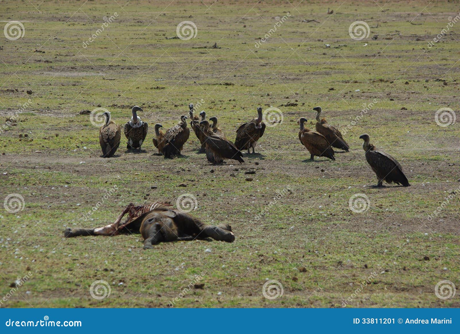 Elephant Corpse with Vultures Stock Image - Image of nature, vultures ...