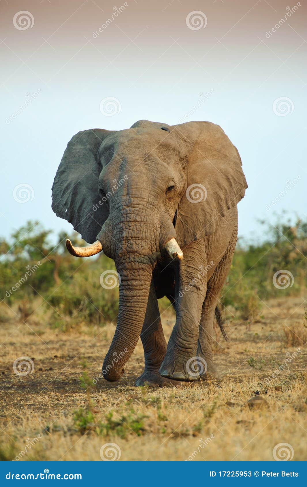 3,536 Elephant Country Stock Photos - Free & Royalty-Free Stock Photos ...