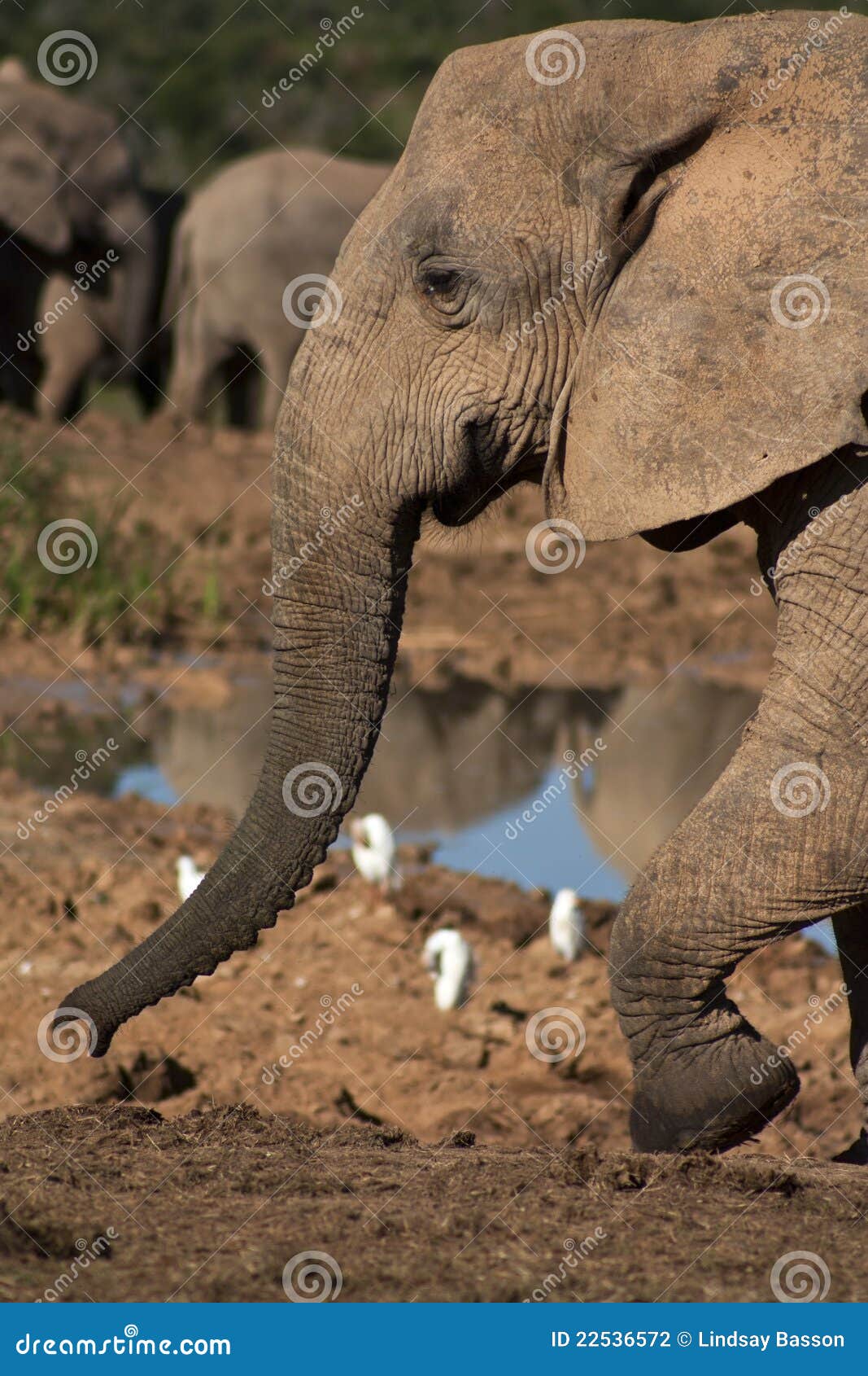 Elephant Cow stock photo. Image of female, animal, african - 22536572