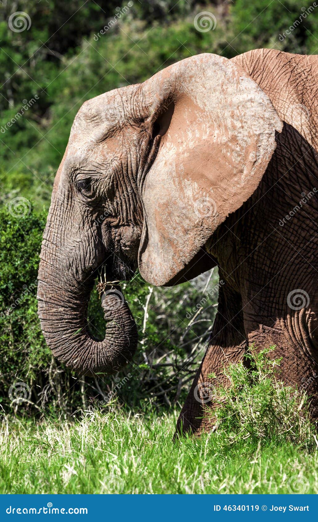 Elephant cow. stock image. Image of cost, africa, grass - 46340119