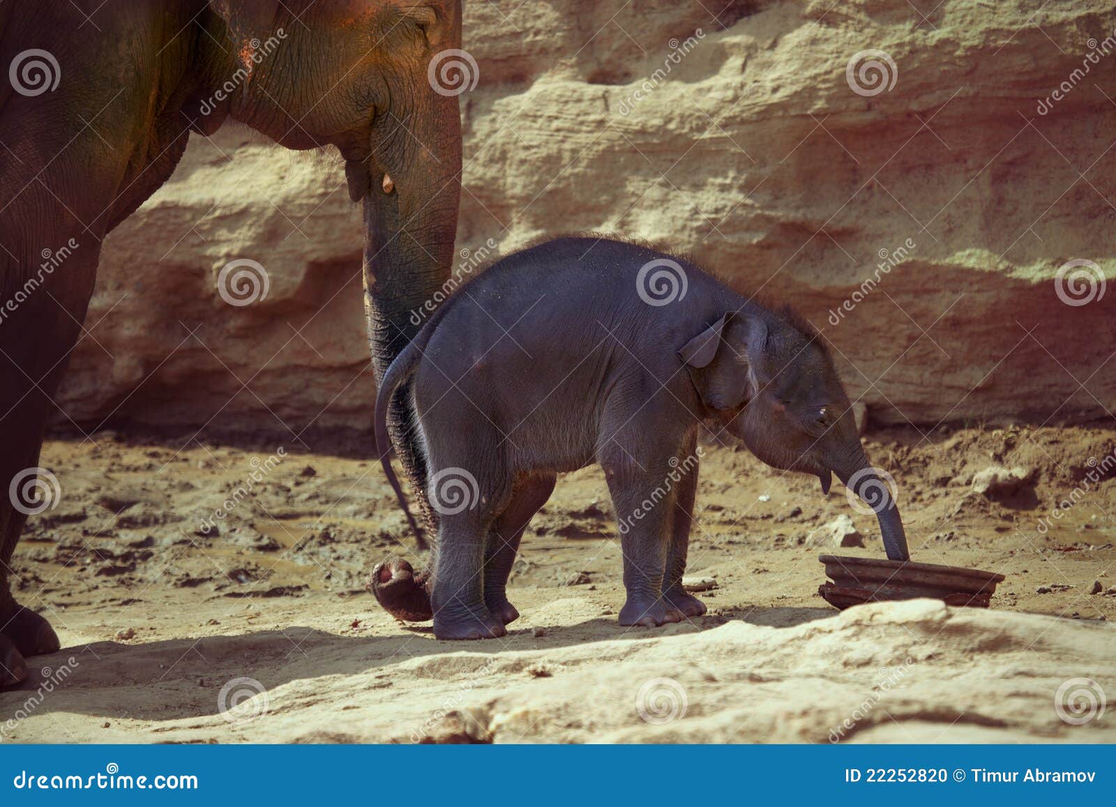 Elephant Cow Supports Newborn Calf with Trunk Stock Photo - Image of ...