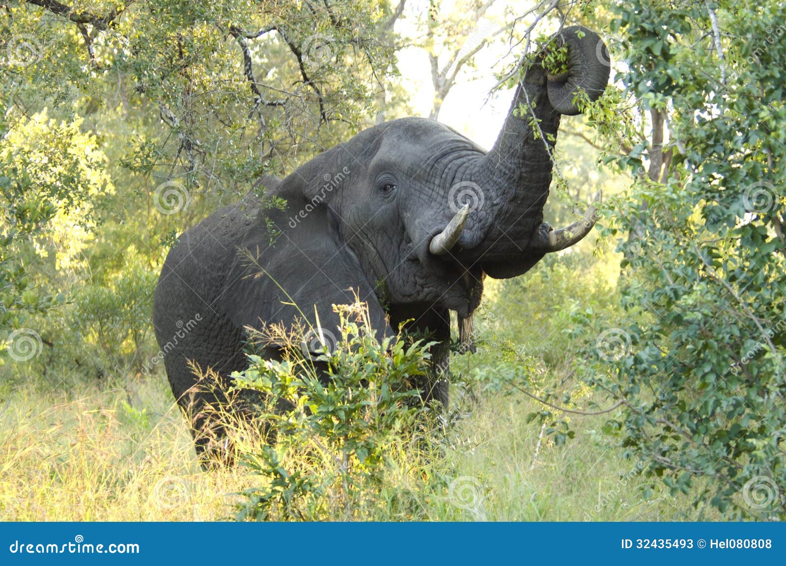 Elephant Eating Leaves from Tree in Beautiful Landscape of South Africa ...