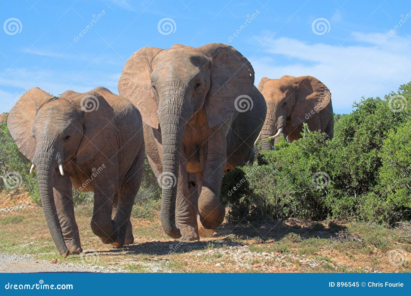 Elephant Crossing stock image. Image of body, nature, animals - 896545