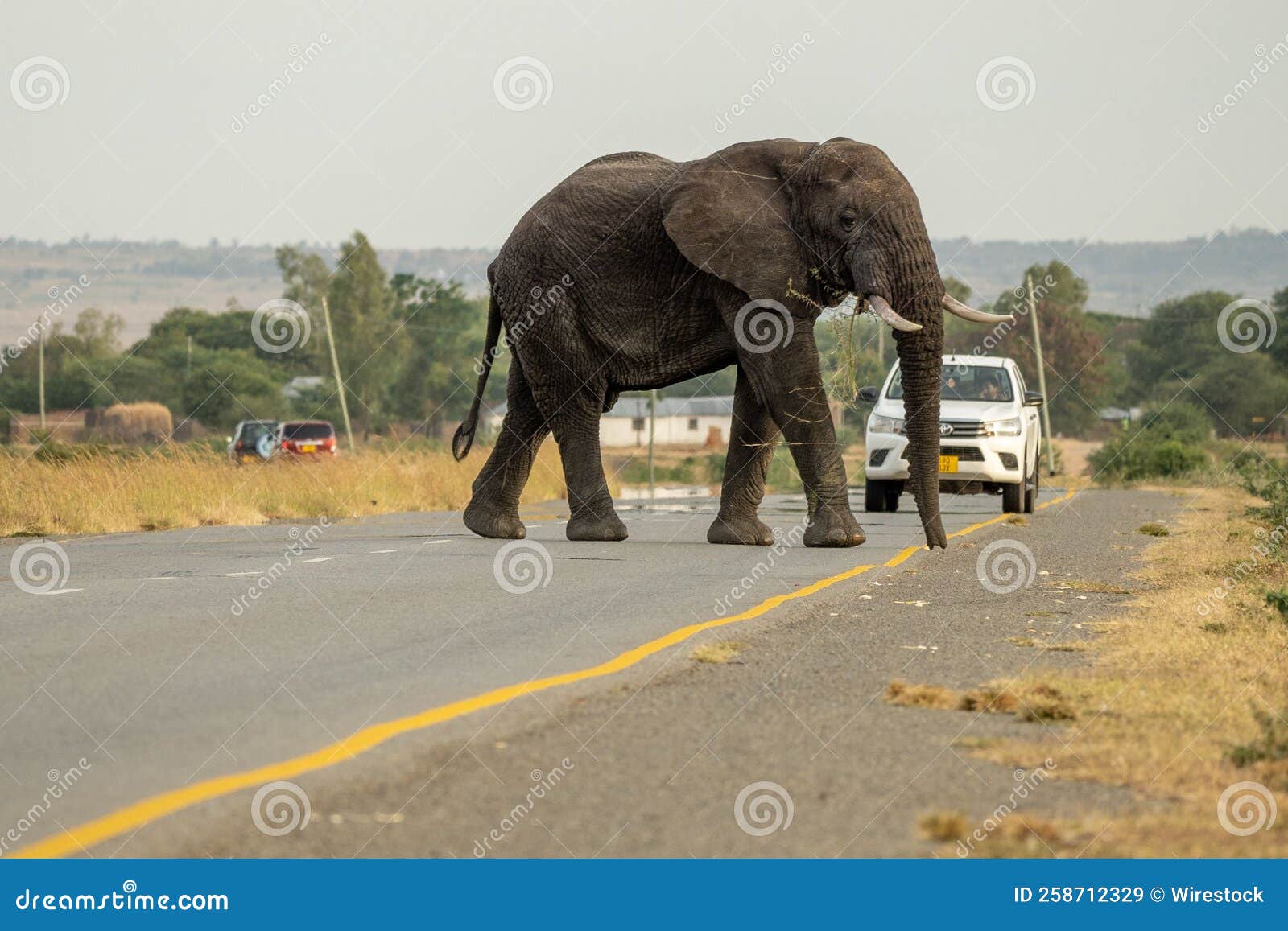 Elephant crossing the road editorial stock image. Image of wild - 258712329