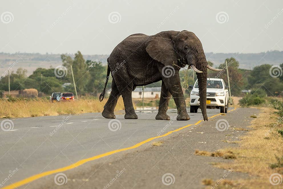 Elephant crossing the road editorial stock image. Image of wild - 258712329