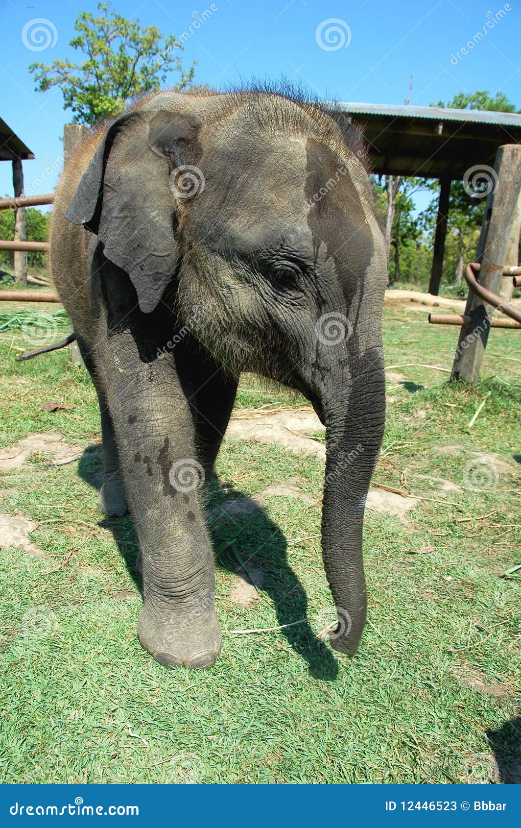 Elephant cub stock image. Image of details, mammal, detailed - 12446523