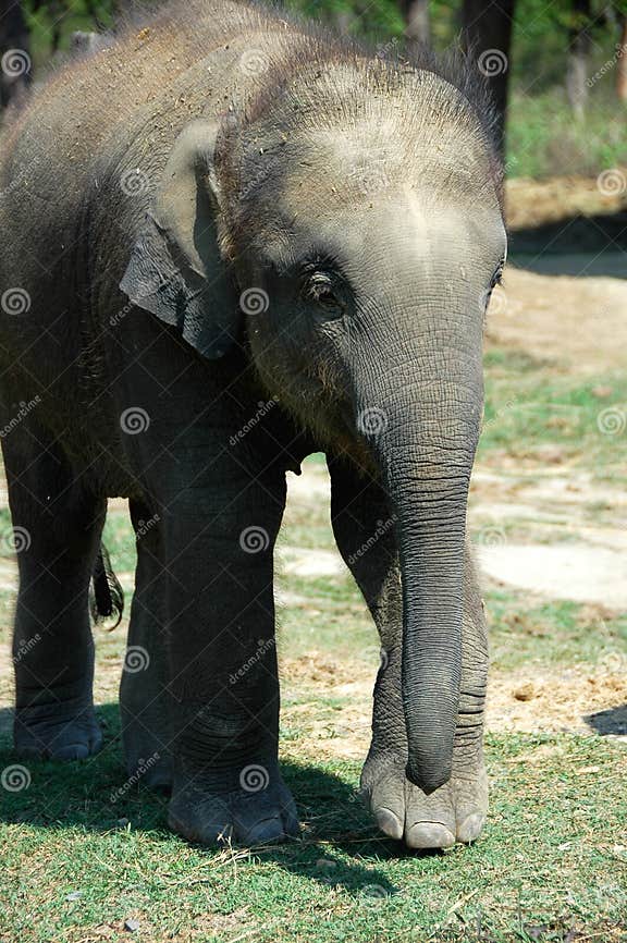 Elephant cub stock photo. Image of closeup, cubs, animal - 12446576