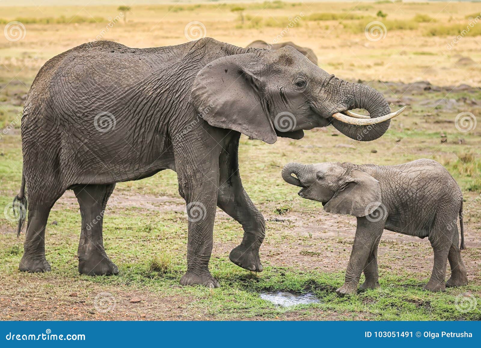Elephant with a cub stock image. Image of tusk, elephant - 103051491