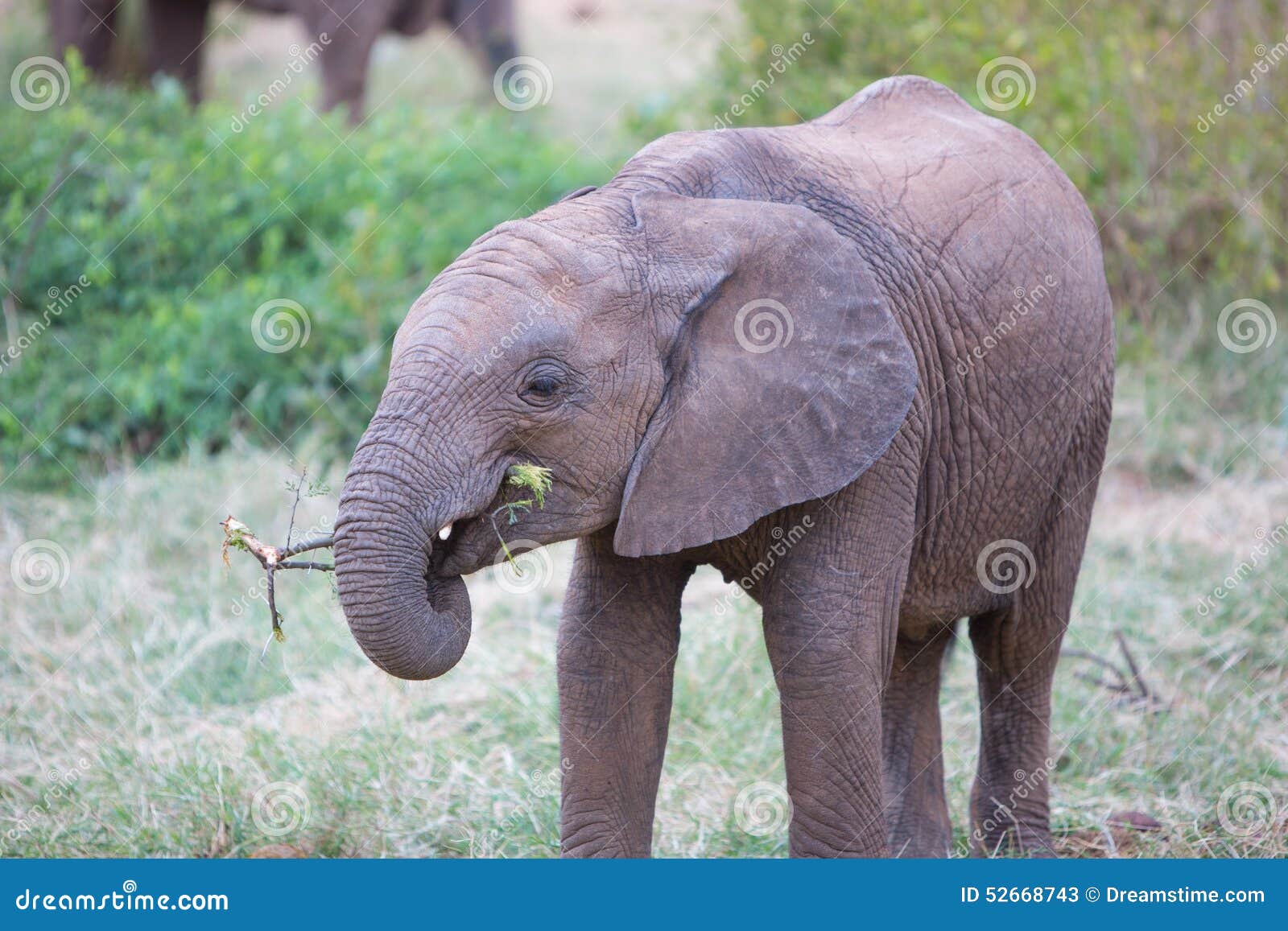 Elephant cub stock image. Image of elephant, kenya, savannah - 52668743
