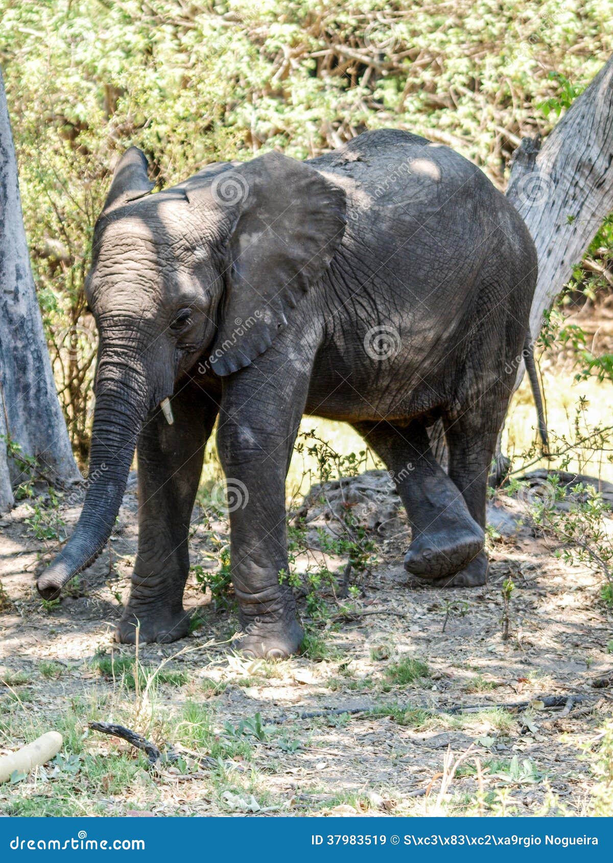 Elephant cub stock image. Image of nature, animal, elephant - 37983519