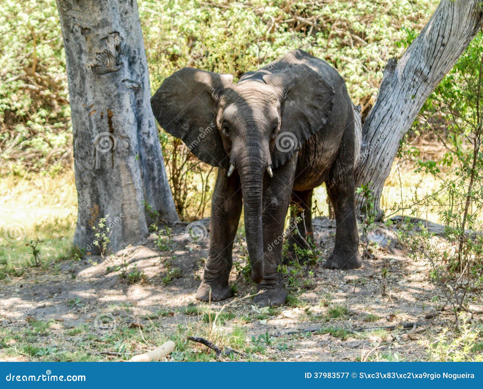 Elephant cub stock image. Image of baby, botswana, shade - 37983577