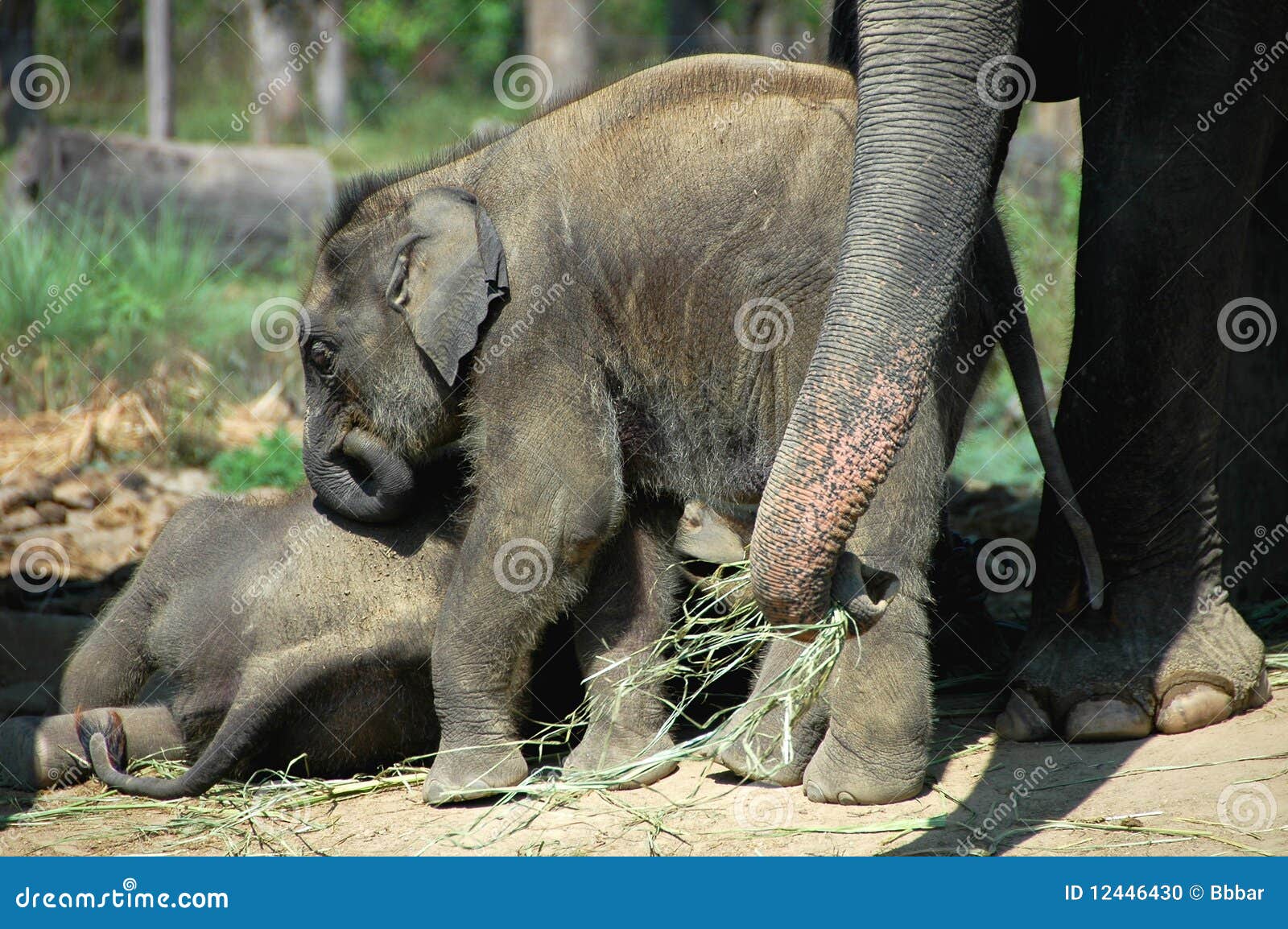 Elephant cubs stock photo. Image of calf, mammal, jungle - 12446430