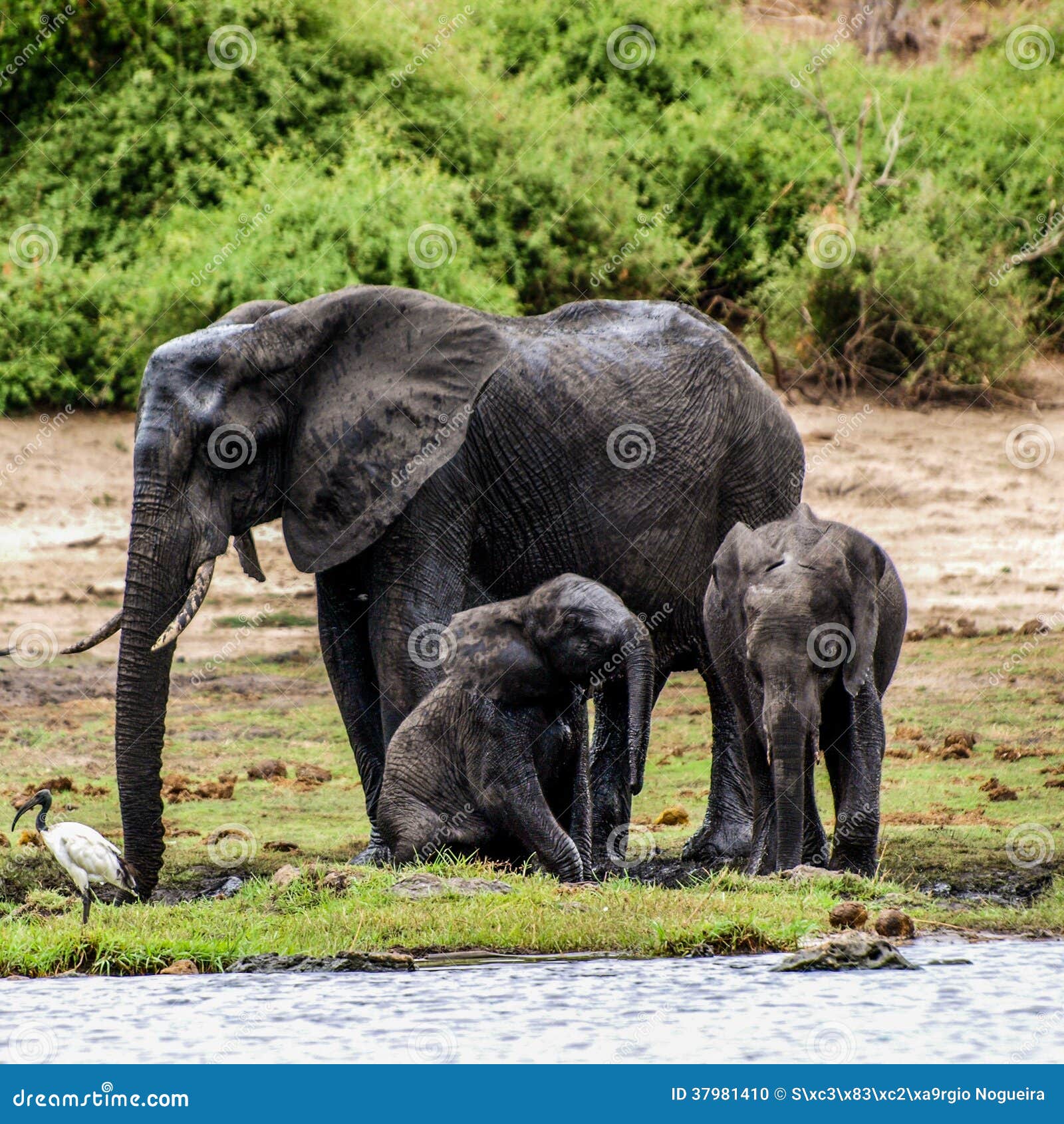 Elephant cubs stock photo. Image of nature, park, elephant - 37981410