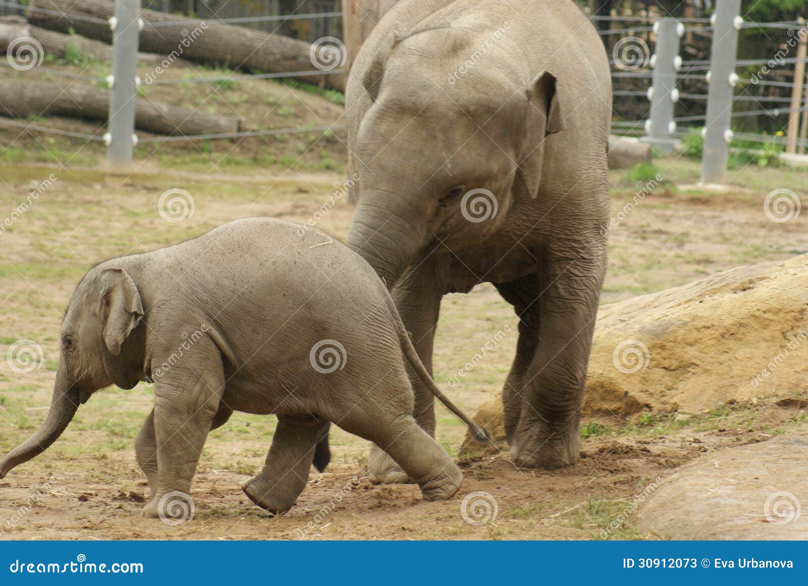 Elephant cub upbringing stock image. Image of wild, circus - 30912073
