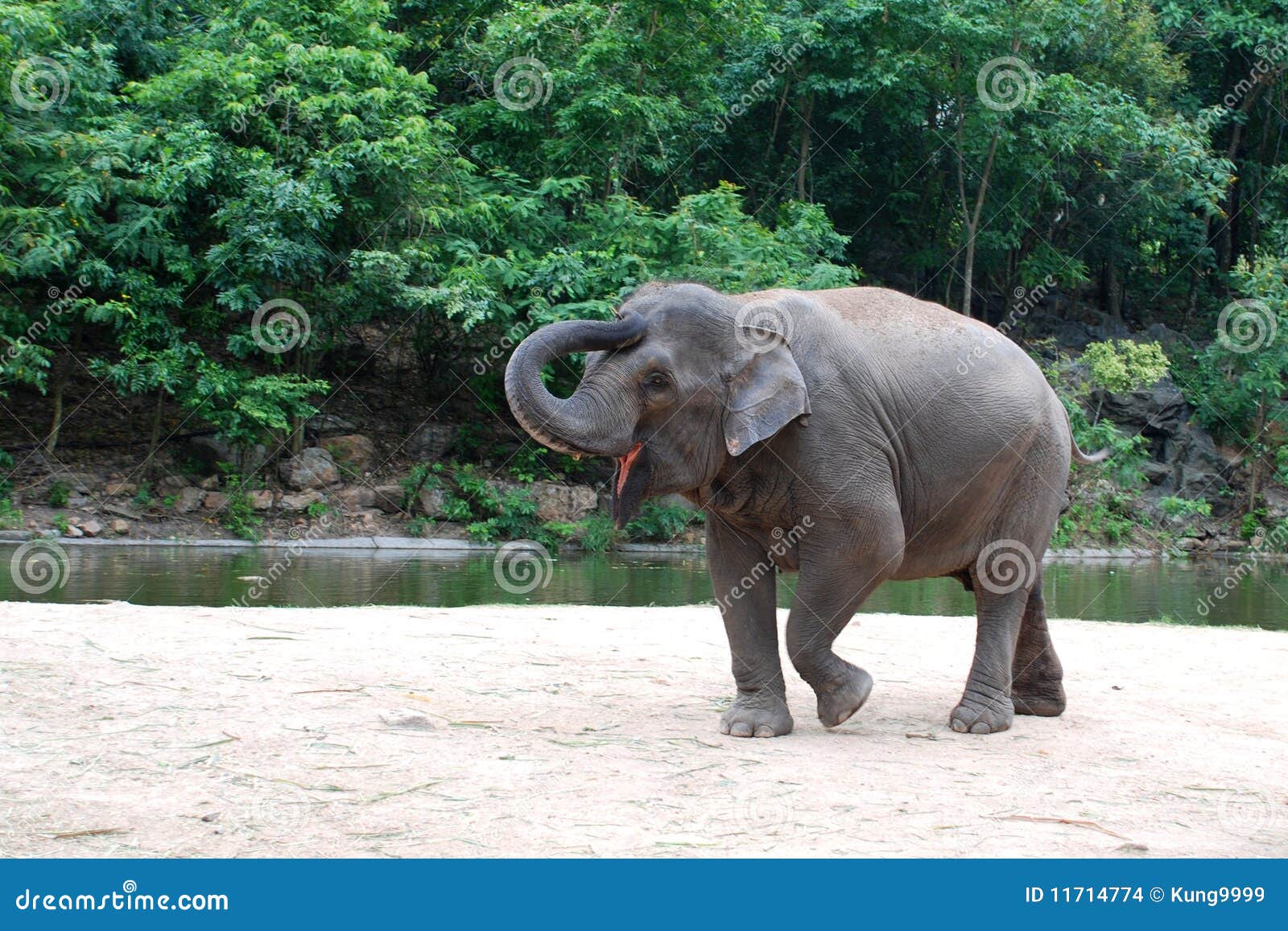 Elephant dance stock photo. Image of national, nose, comical - 11714774