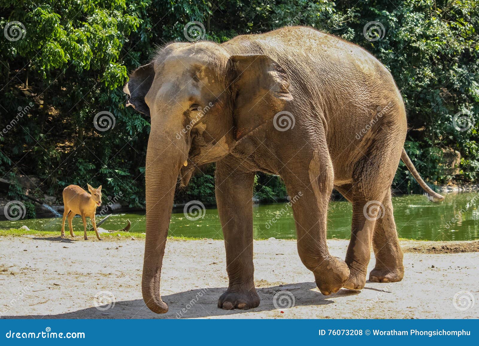 Elephant and deer stock photo. Image of elephant, natural - 76073208