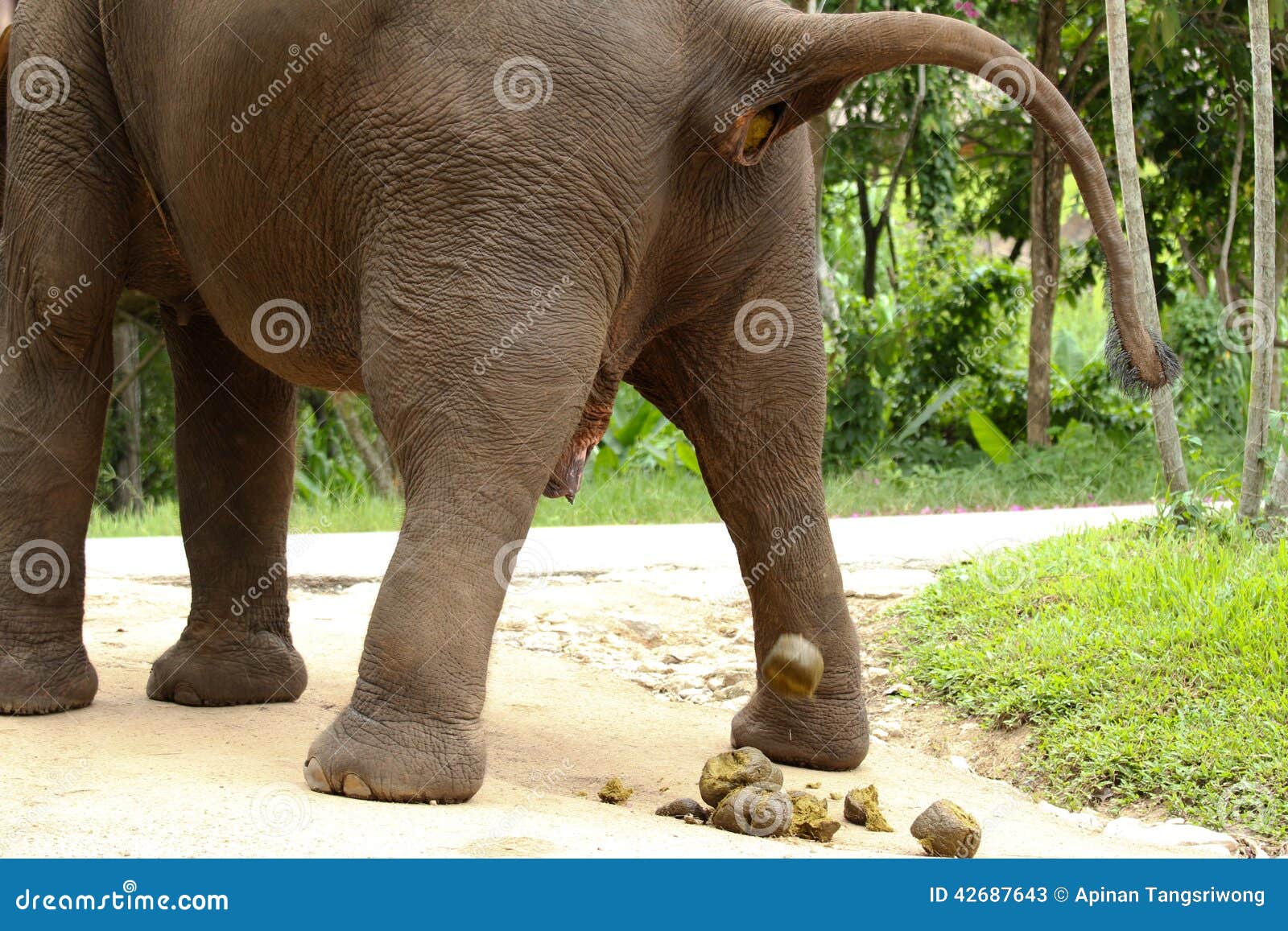 Elephant defecating stock image. Image of uncultivated - 42687643