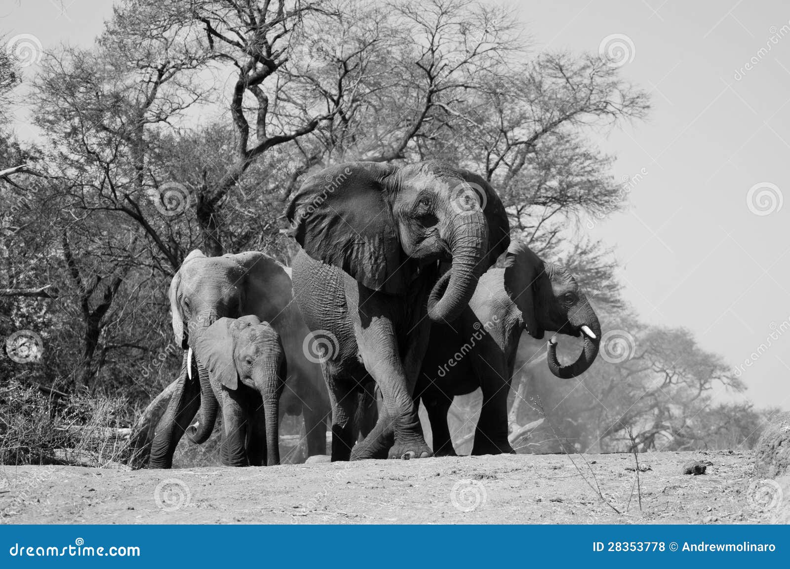 Elephant defensive huddle stock photo. Image of elephant - 28353778