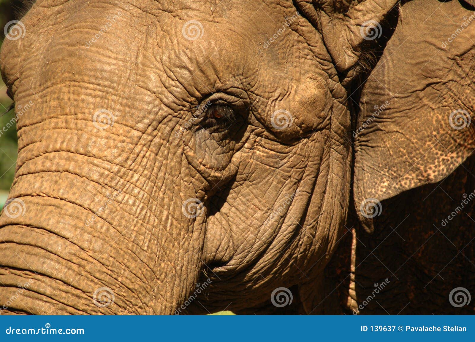 Elephant detalis stock image. Image of texture, jungle - 139637