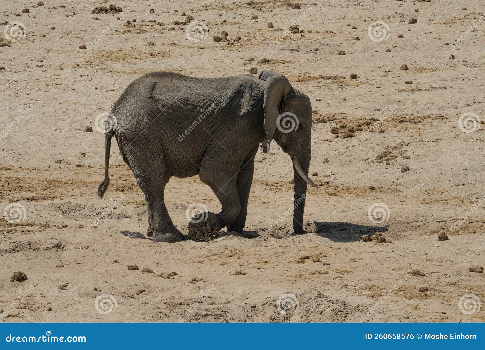An Elephant Digging for Water Stock Photo - Image of trunk, adult ...