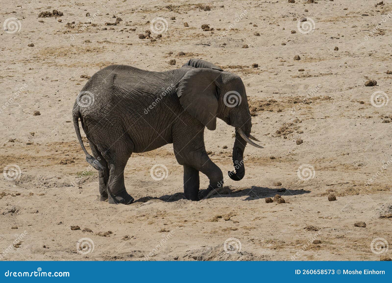 An Elephant Digging for Water Stock Image - Image of large, tusks ...
