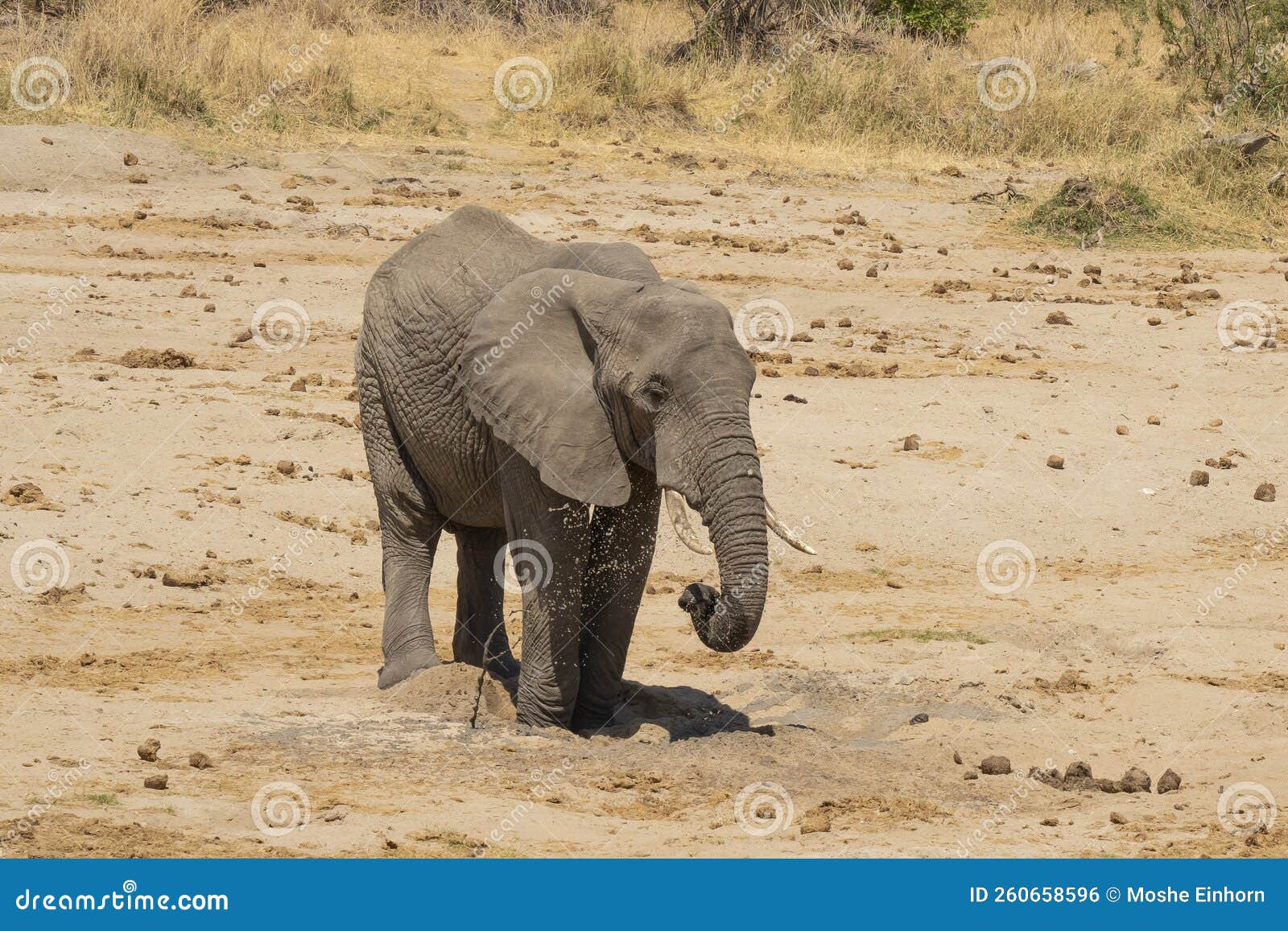 An Elephant Digging for Water Stock Photo - Image of adult, drink ...